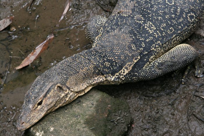 Varan - Notre petit grain d'Asie